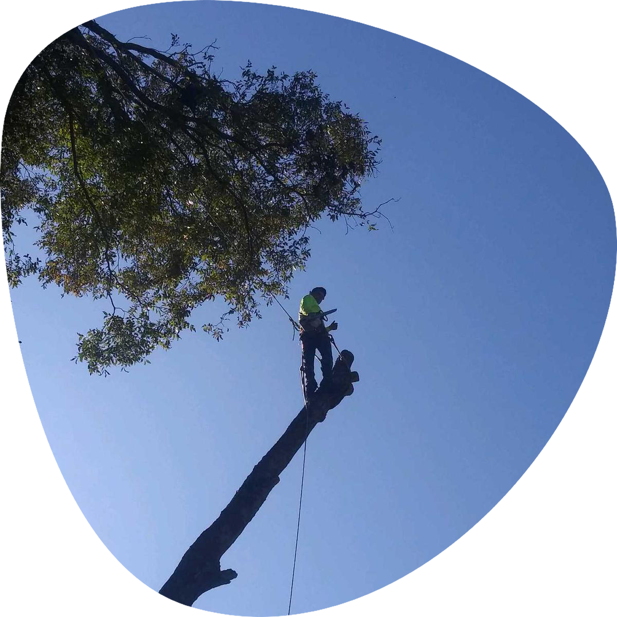 Vasquez Tree Service – We are a professional arborists serving the ...